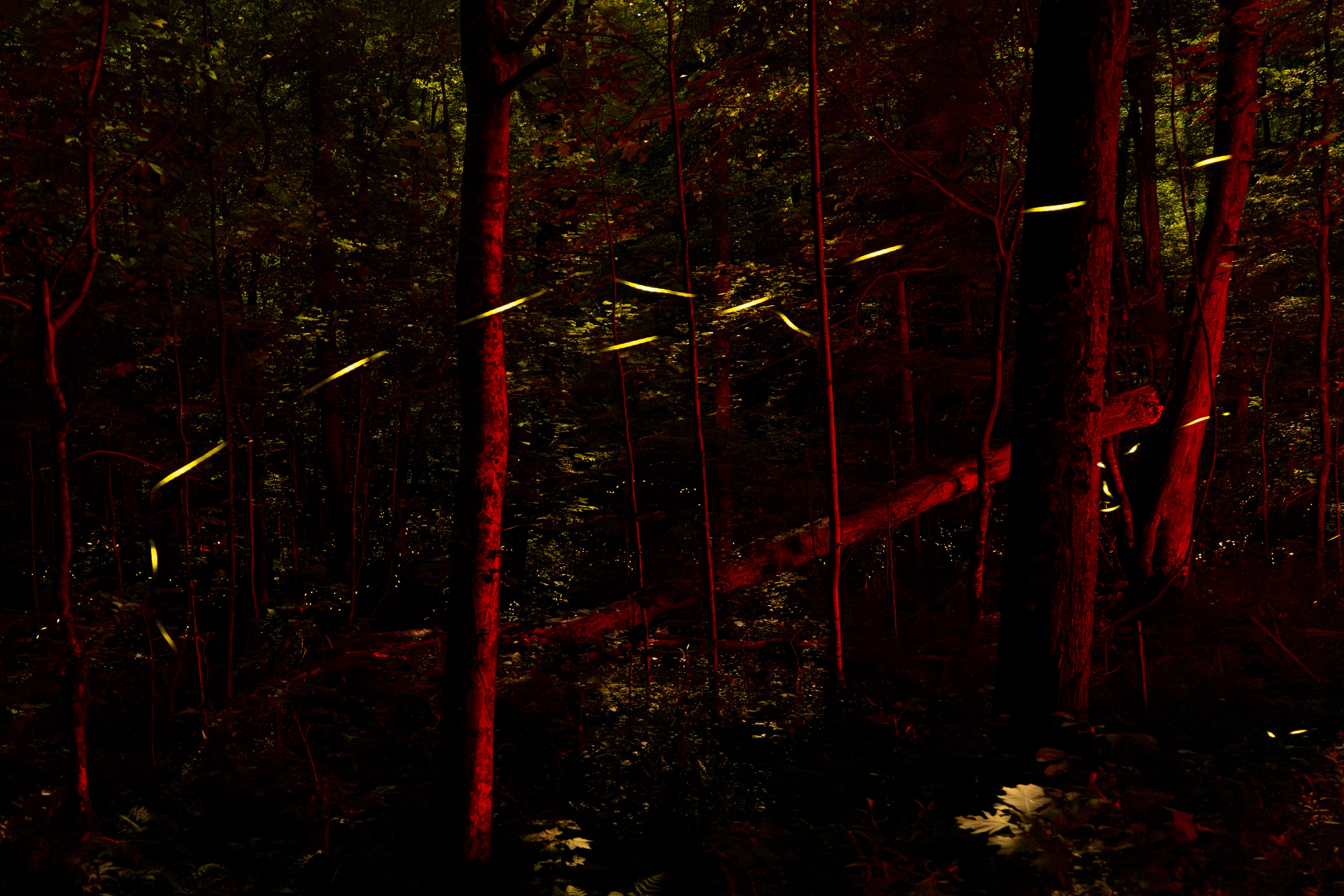 Want to see the Great Smoky Mountains synchronous fireflies? The ...