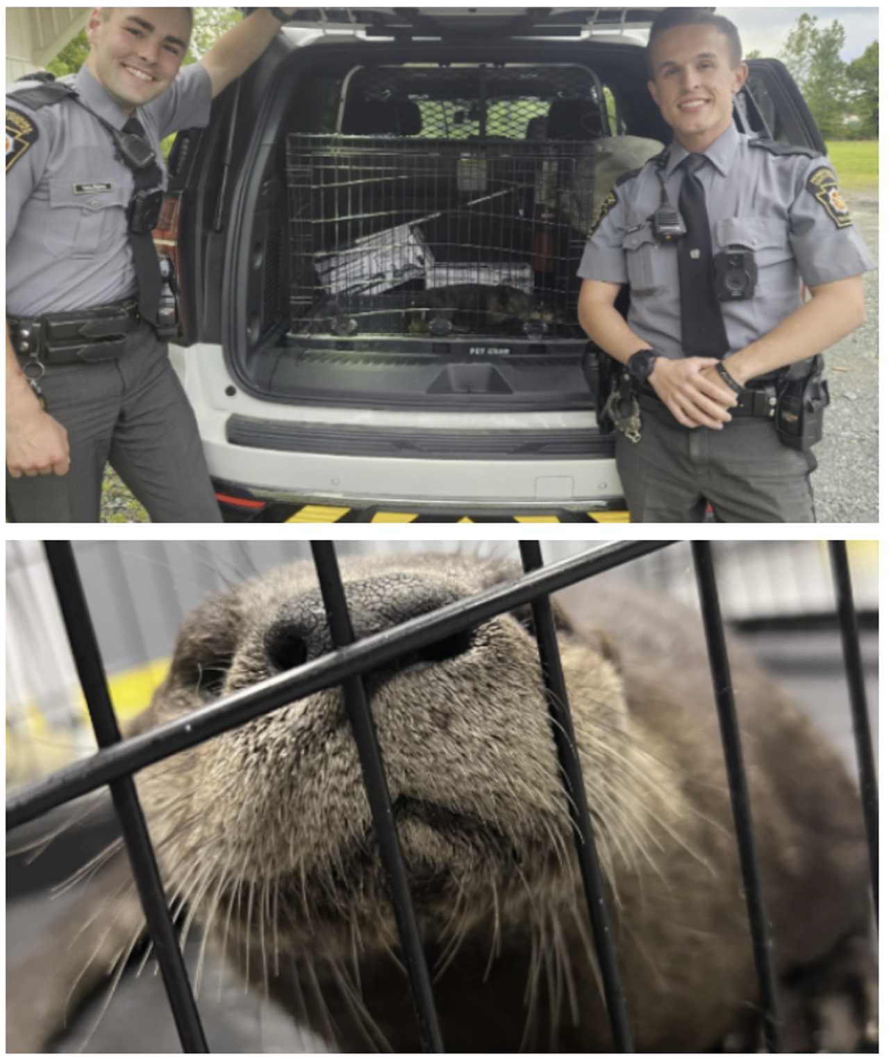 ‘Otterly Adorable’: Fisherman’s Call Leads To Otter Rescue By PA Troopers