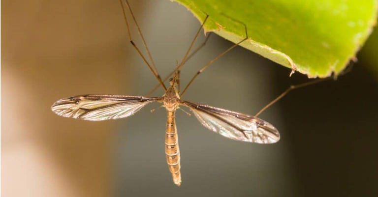 What Do Crane Flies (Mosquito Hawks) Eat?