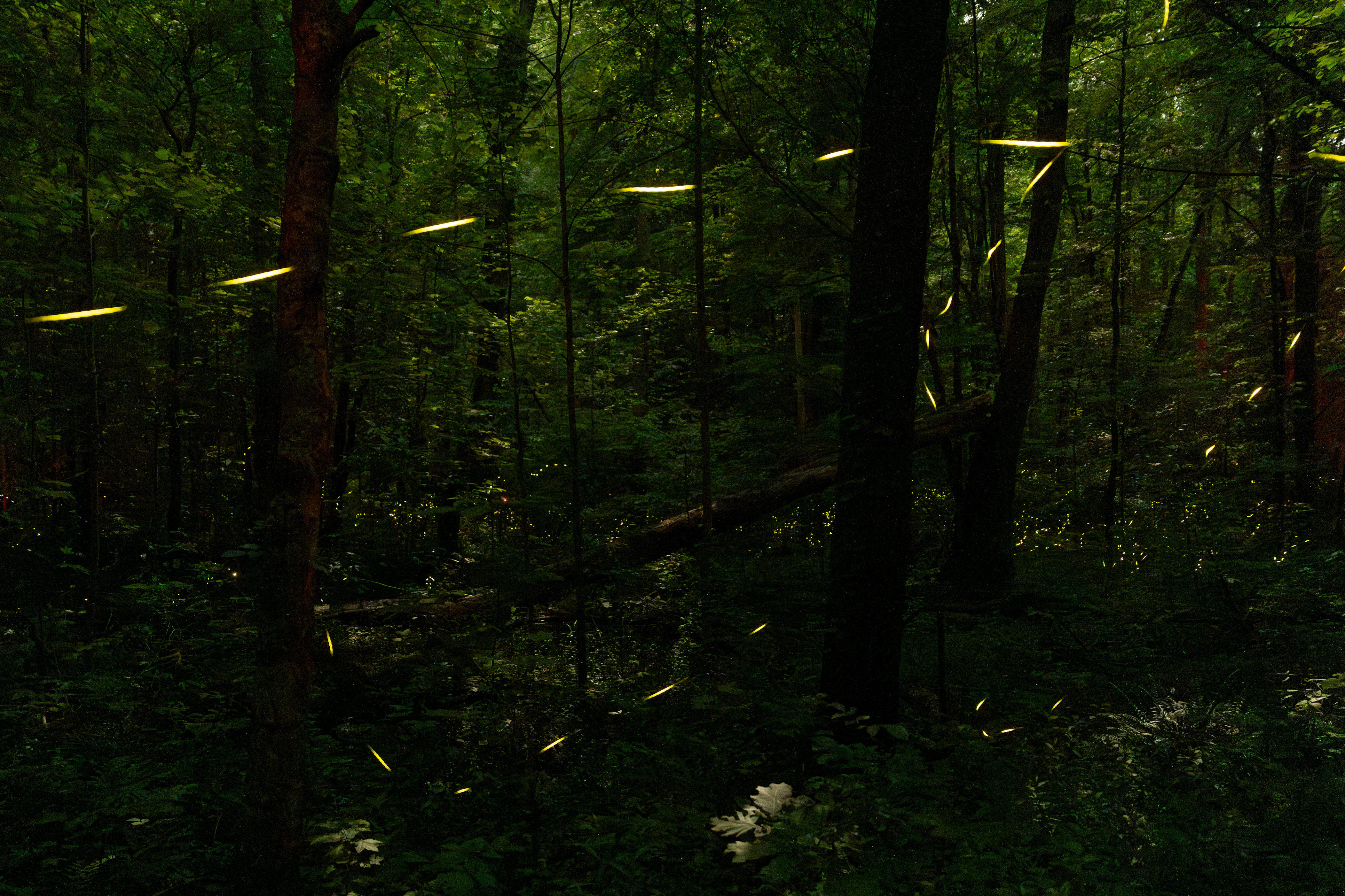Did you miss the synchronous fireflies? See photos of the Great Smoky ...