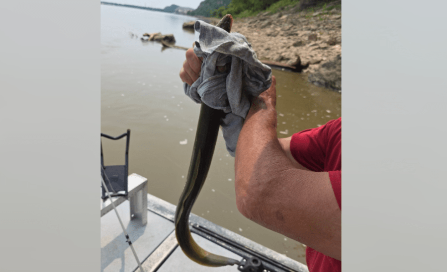 Yes, there are eels in Missouri – And they’re all female