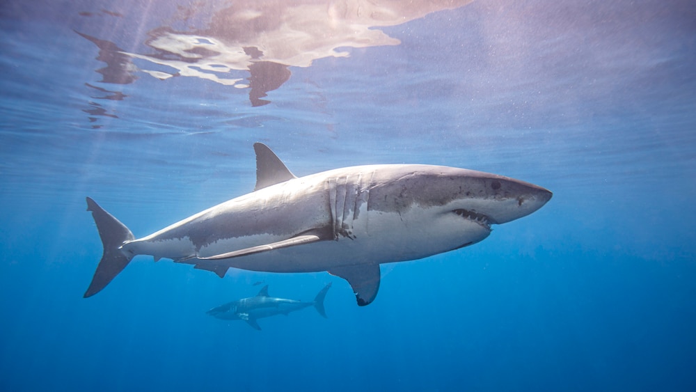 Scientists Study Shark Scars to Learn the Secrets of Great Whites