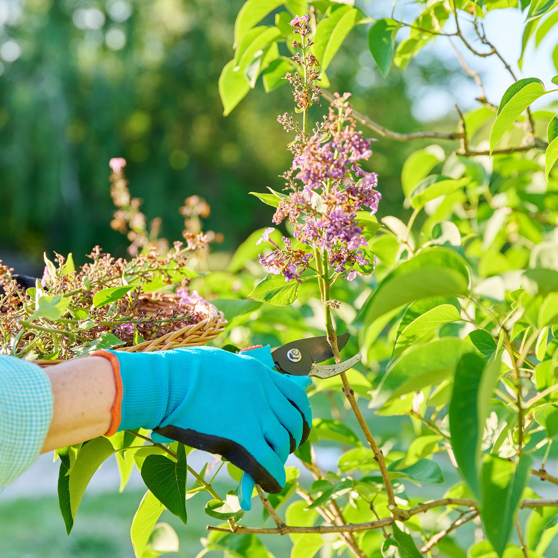 8 Plants You Should Always Prune In June – Or Risk Ruining Summer Growth