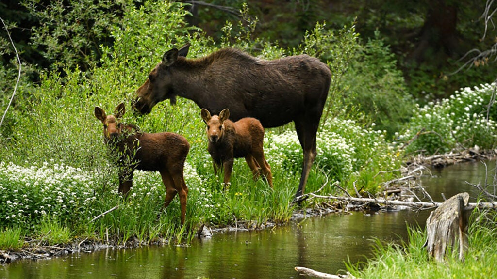 After a Trio of Moose Attacks in Colorado, Officials Warn Dog Owners
