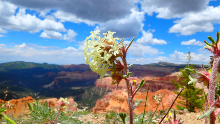 10 hikes with stunning wildflowers across Utah