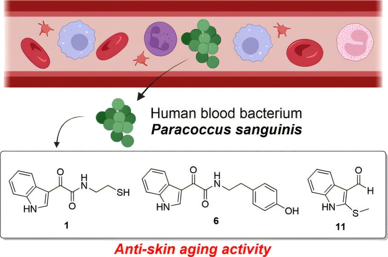 Hidden skin defenders: Blood bacteria compounds show promise against ...