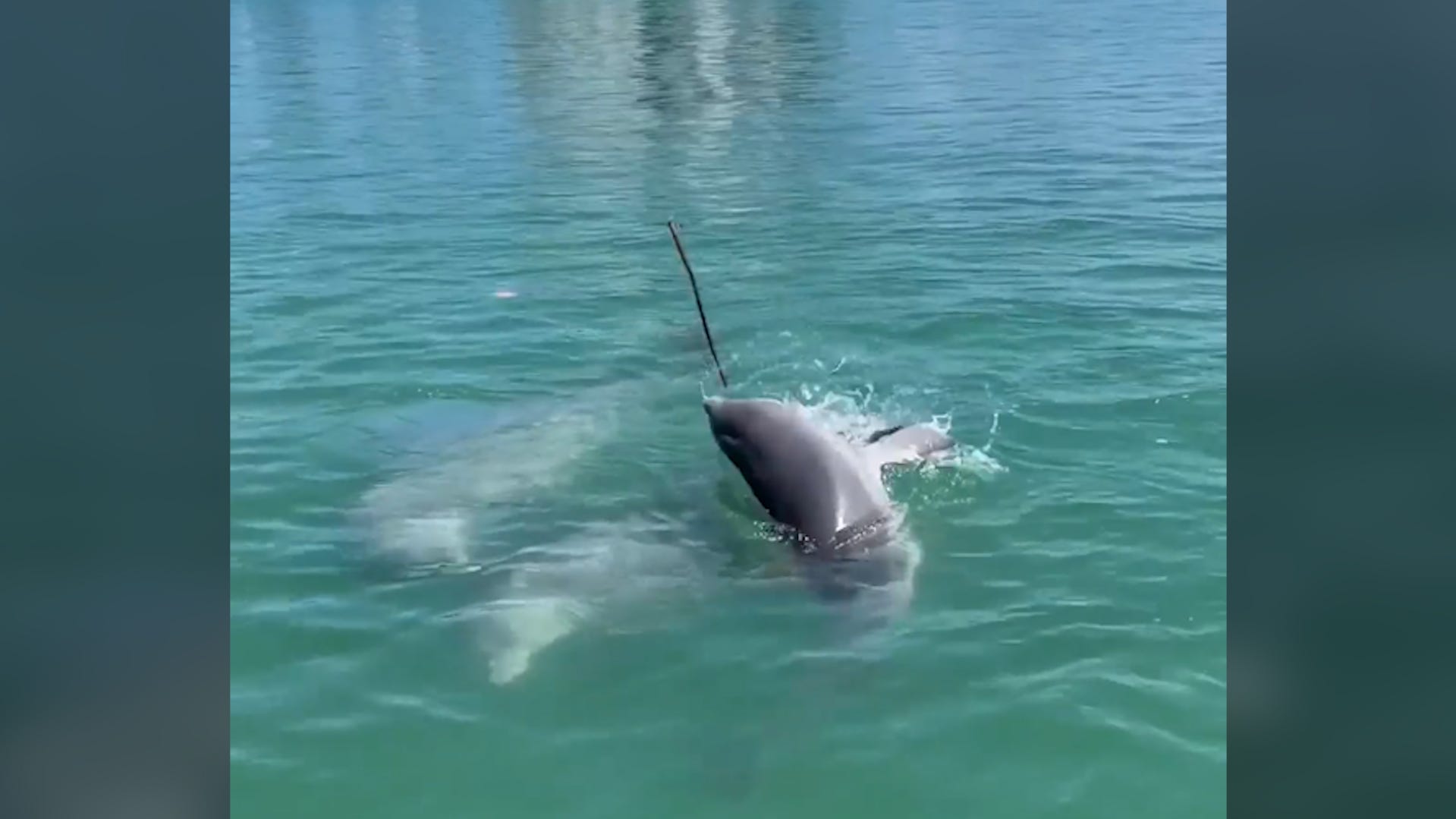 Dolphins practice their throwing game with a stick