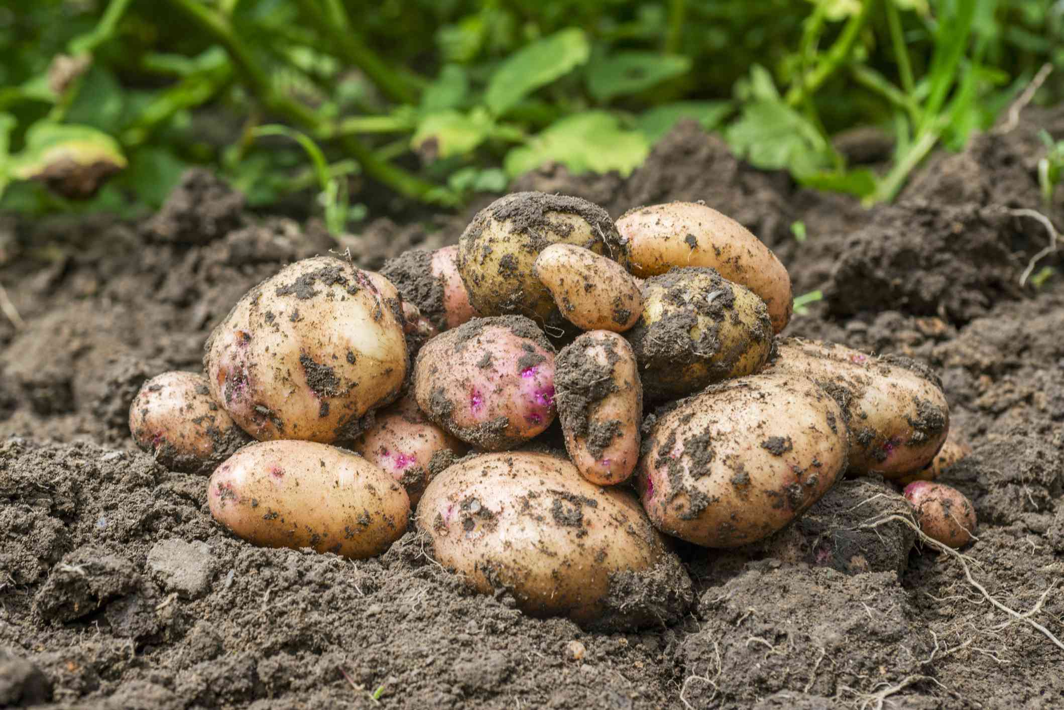 Potatoes take longer to grow than most people think—here’s how long ...