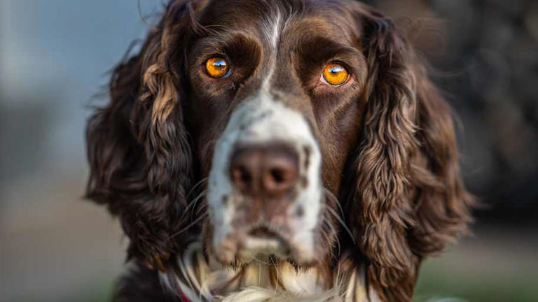 LA Dodgers, Man’s Best Friend, and Fly Rods: One-Of-A-Kind Father’s Day ...