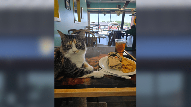 Sunflower Cat Cafe satisfies customers with cat cuddles and gourmet ...