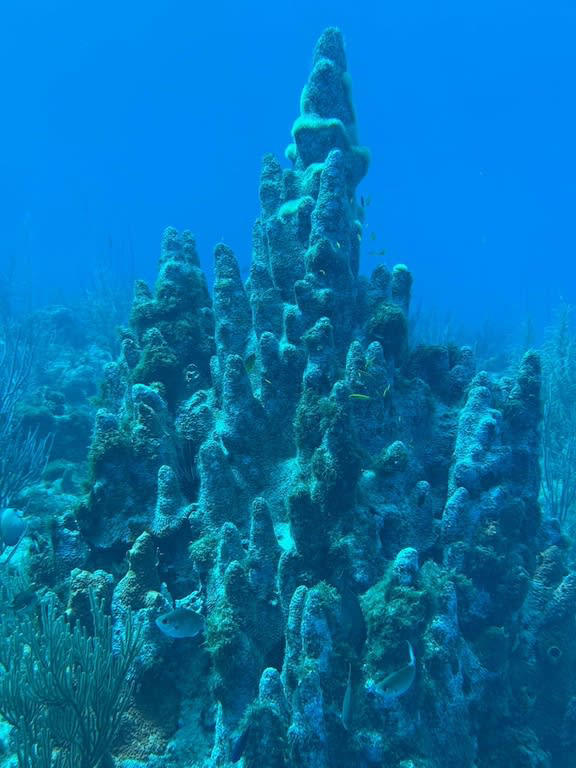 Researchers race to understand new disease killing Caribbean corals at ...