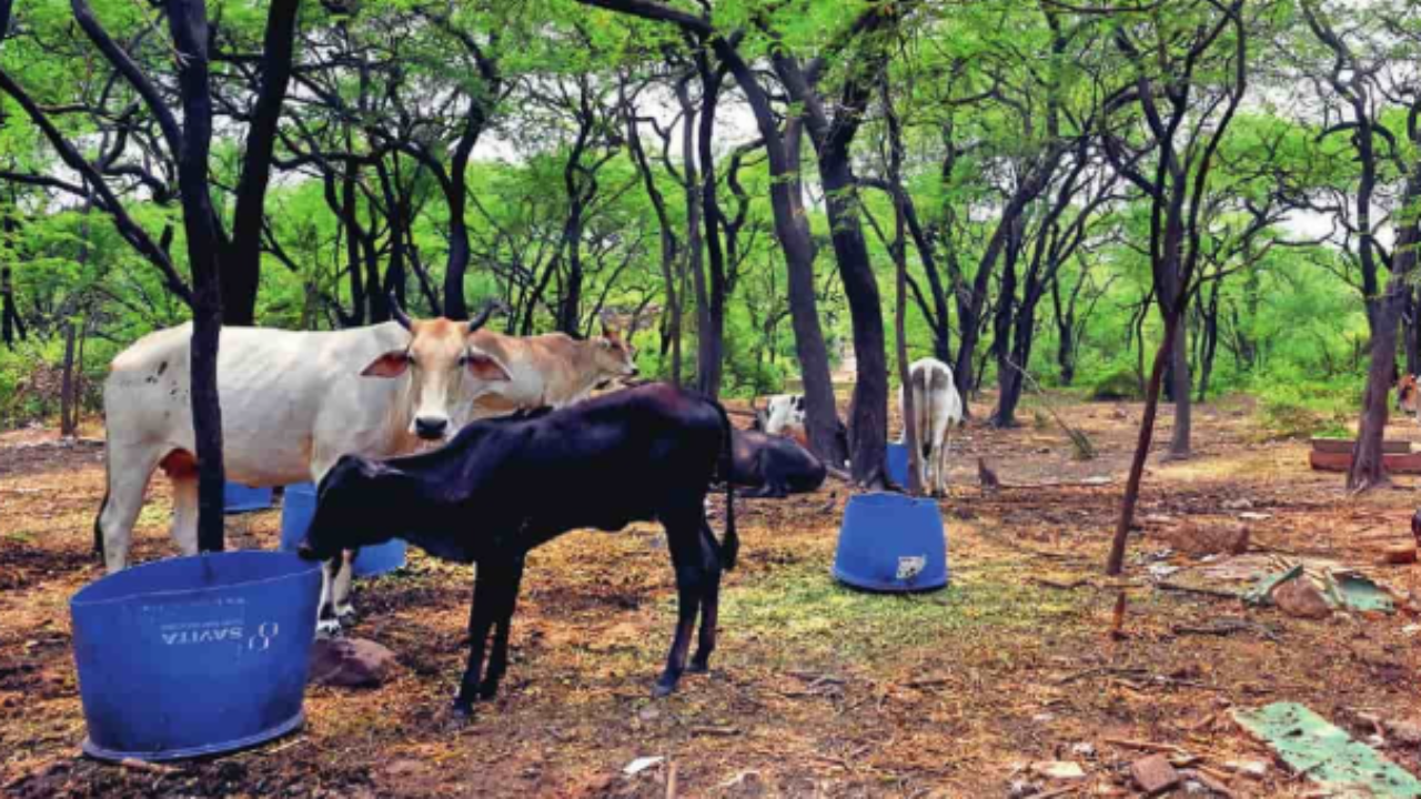 Delhi’s ridge keeps dying: Encroachments, govt apathy undermine forests ...