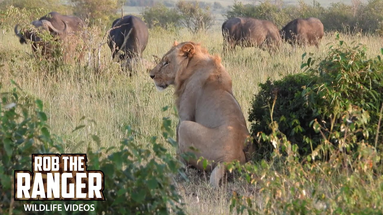 Buffalo Charges Lions in Rare Bold Encounter