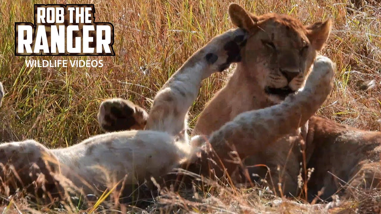 Young lions wrestle and pounce while the pride sleeps