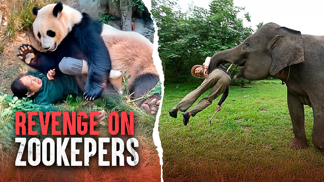 What Deadly Zoo Attacks Teach Us About Staying Alive