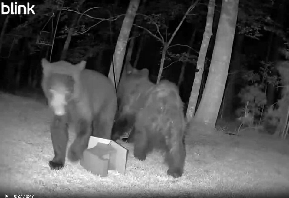 WATCH: Backyard New Bern bird feeder turns into ‘bear feeder’