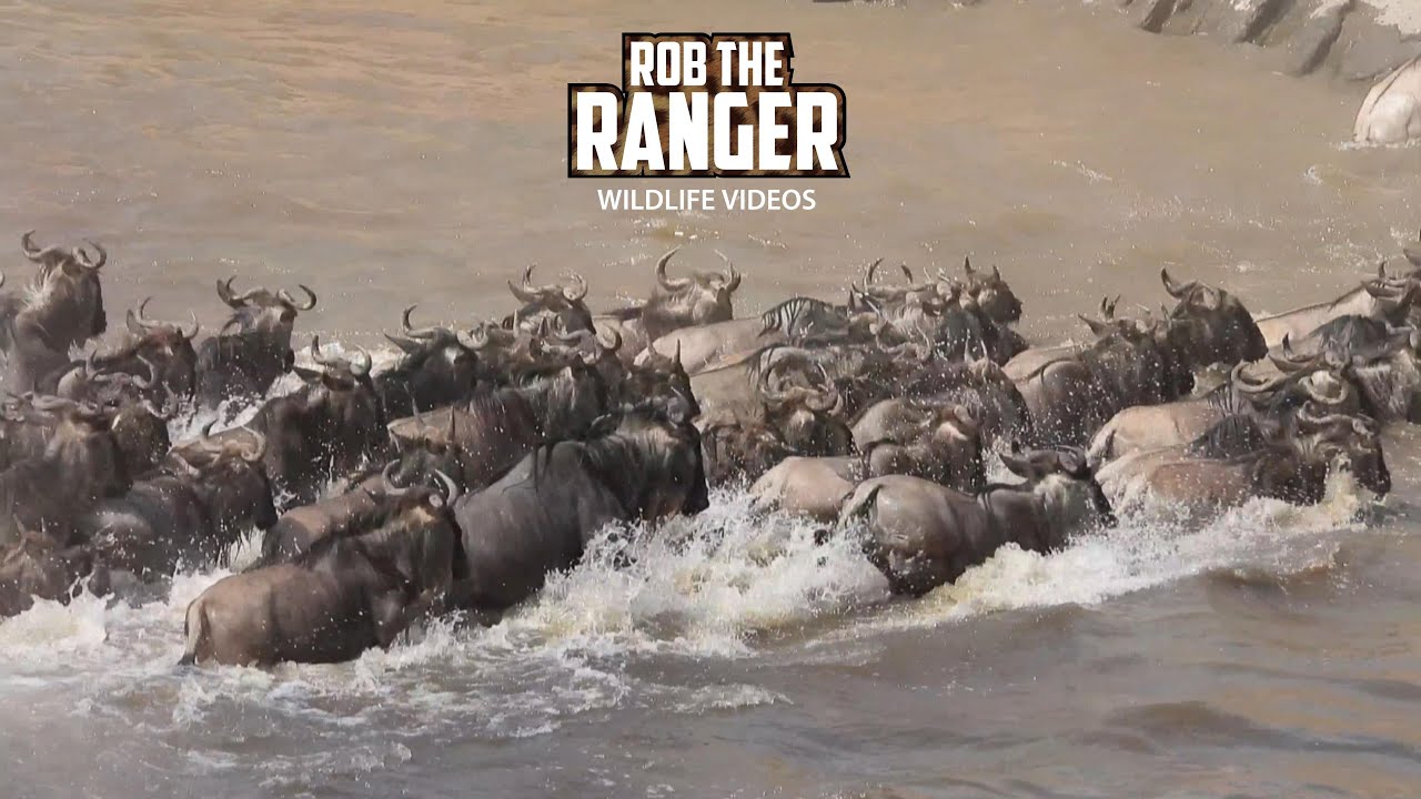 Massive wildebeest herd battles dust and chaos in deadly river crossing