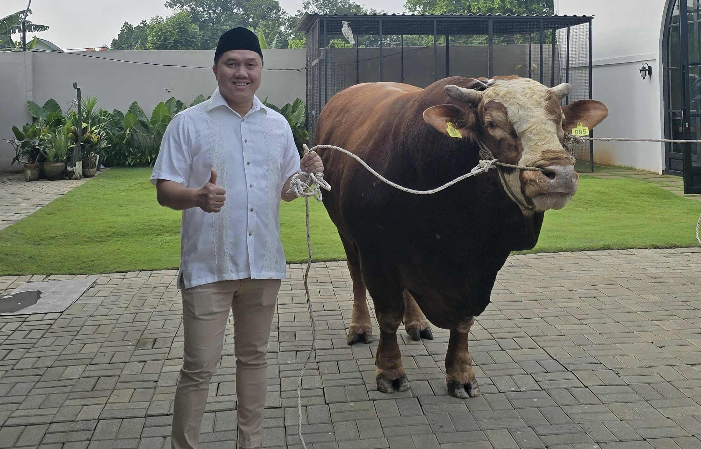 Pengusaha Muda Asal Depok Kurban Sapi Simmental 1,1 Ton