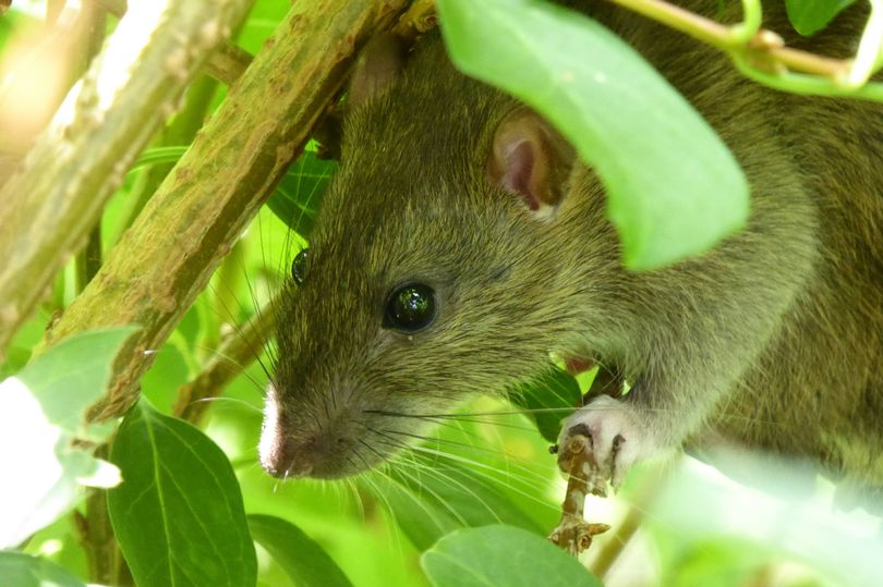 Three garden plants that will keep rats away 'for good'