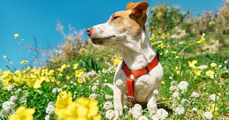 Mon chien est-il allergique au pollen ? Signes, causes et solutions.