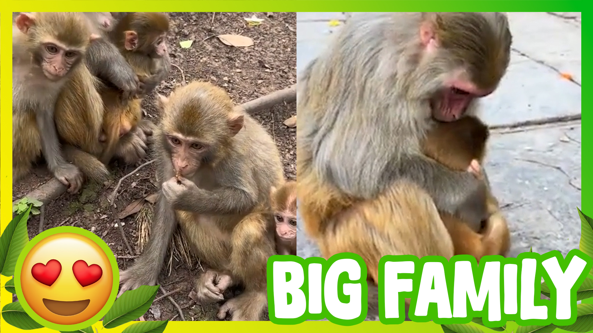 Big Monkey Family in the Jungle 🐵👨‍👩‍👧‍👦 | Funny, Cute & Wild Moments ...