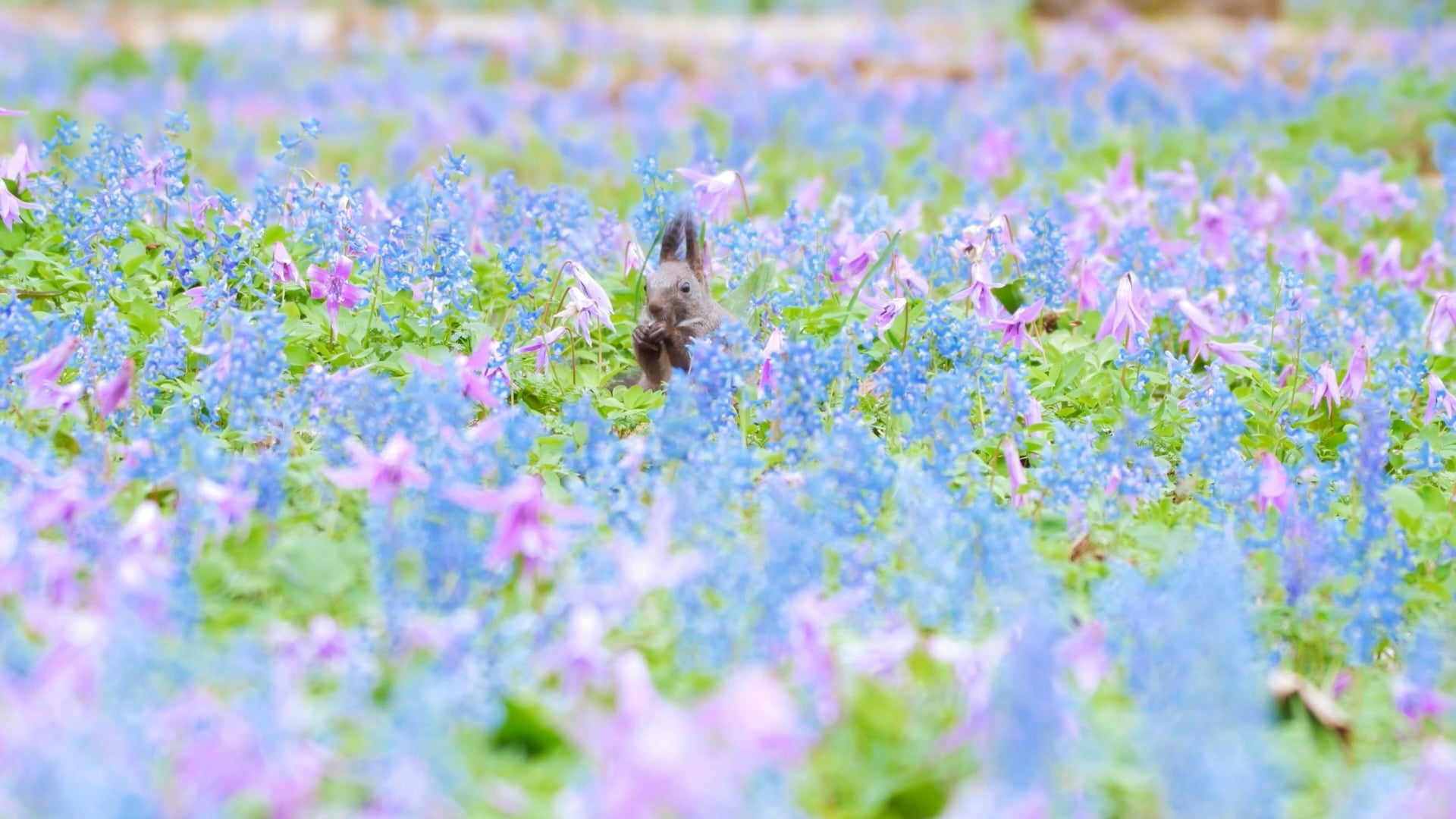 Tur Drone ke Ladang Bunga Hokkaido yang Memukau di Jepang
