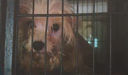 More than 100 dogs and puppies rescued from suspected puppy mill in ...