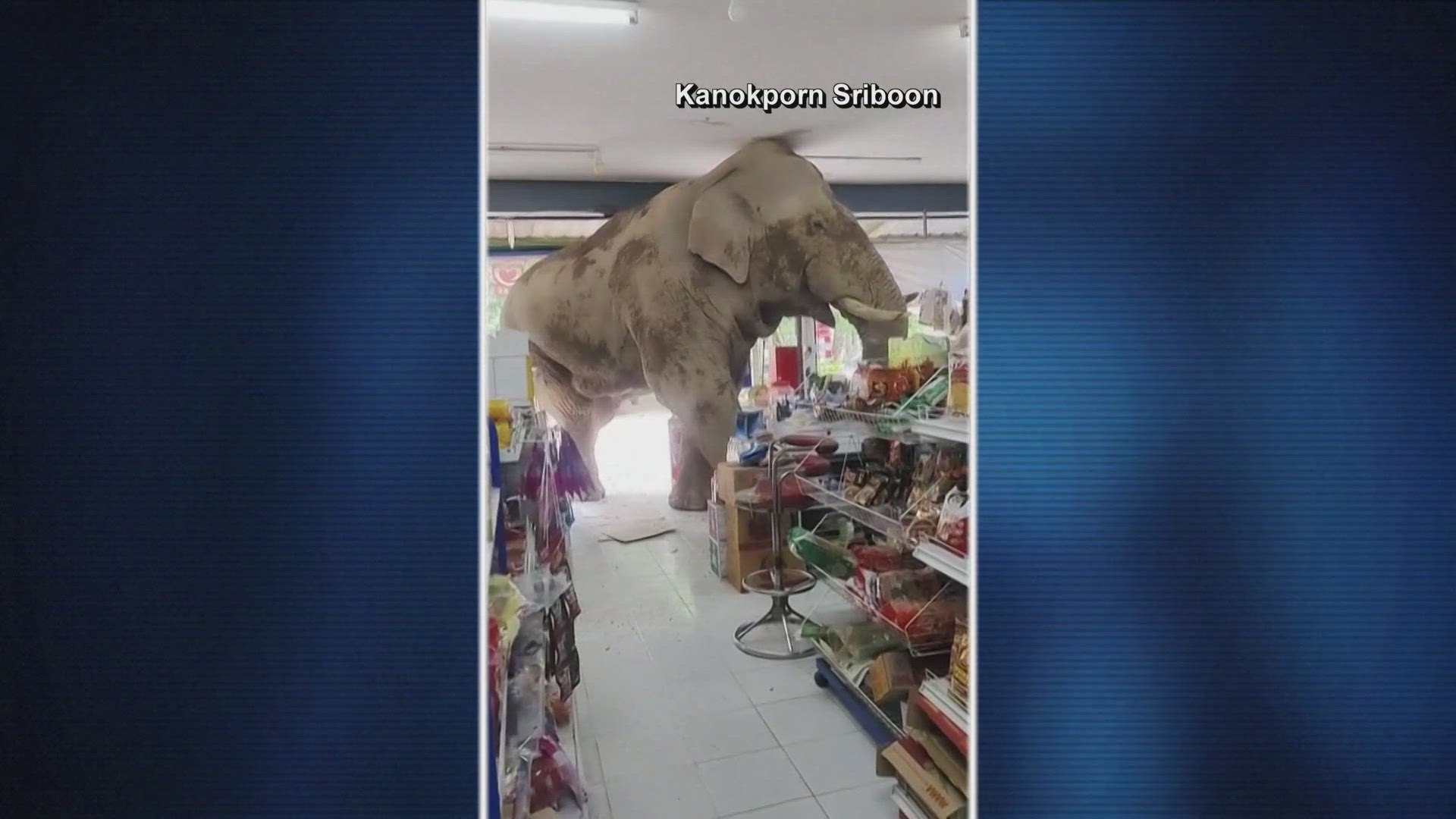 Elephant grabs a snack at Bangkok convenience store