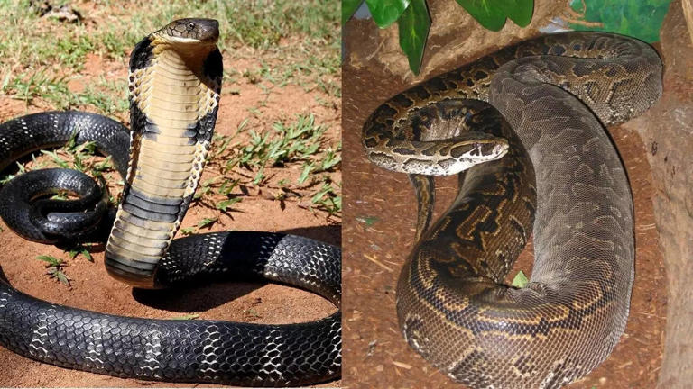 King Cobra vs Rock Python: Know the key difference on the basis of size ...