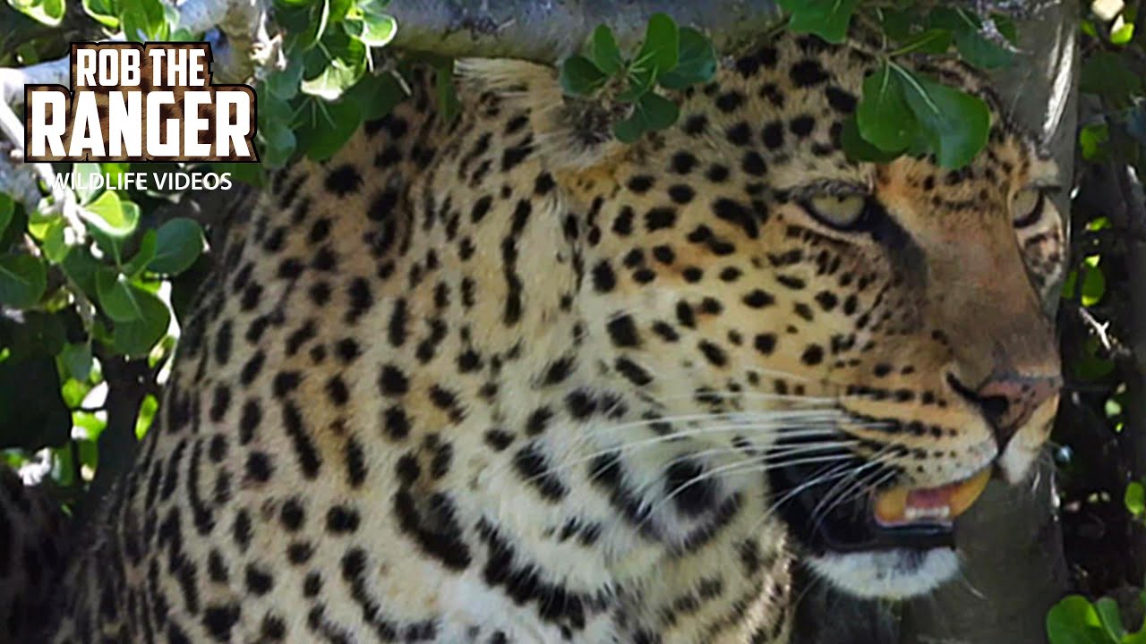 Leopard Evades Hyena: Tense Safari Encounter Captured