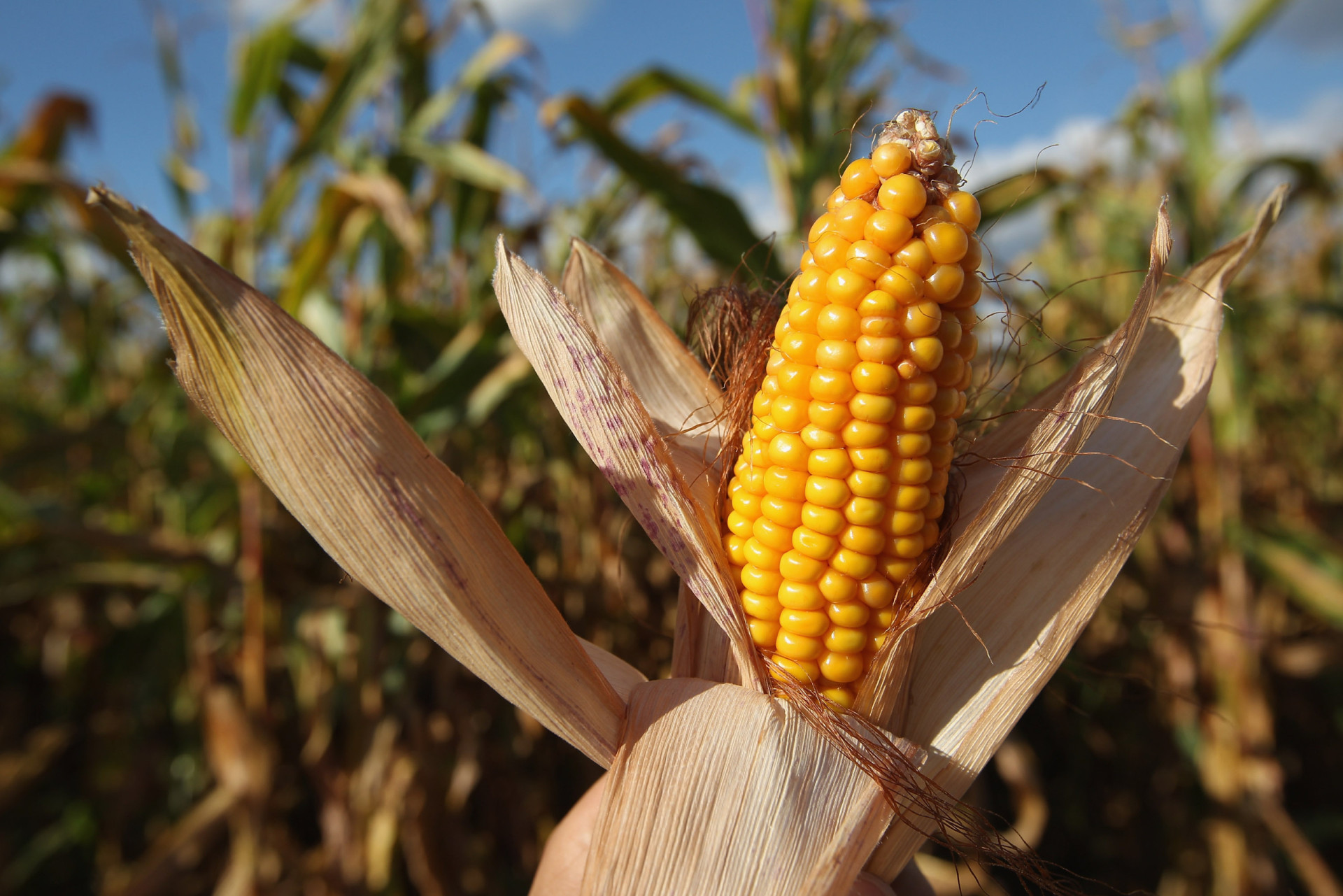 The most produced grains and cereals in the world