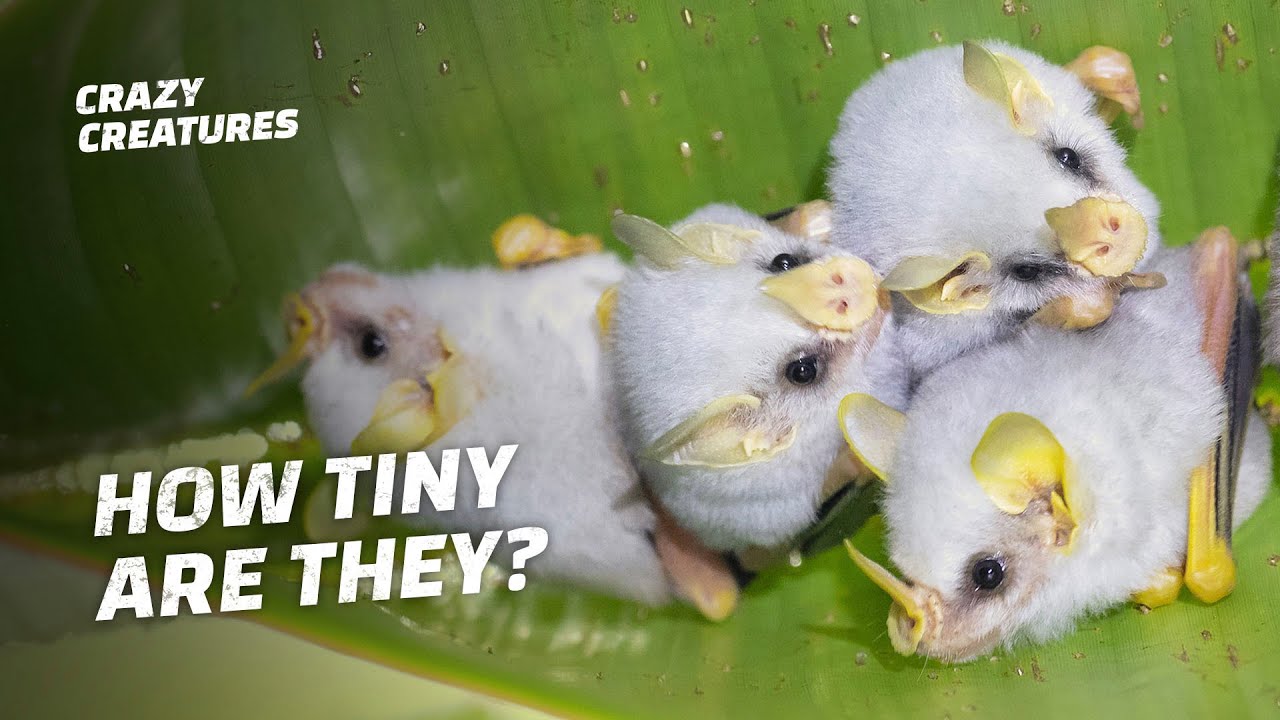 Honduran White Bats A Pocket-Sized Wonder