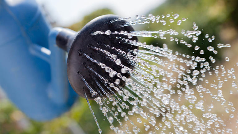 How to use coffee grounds as lawn fertilizer — 5 tips for a lush lawn