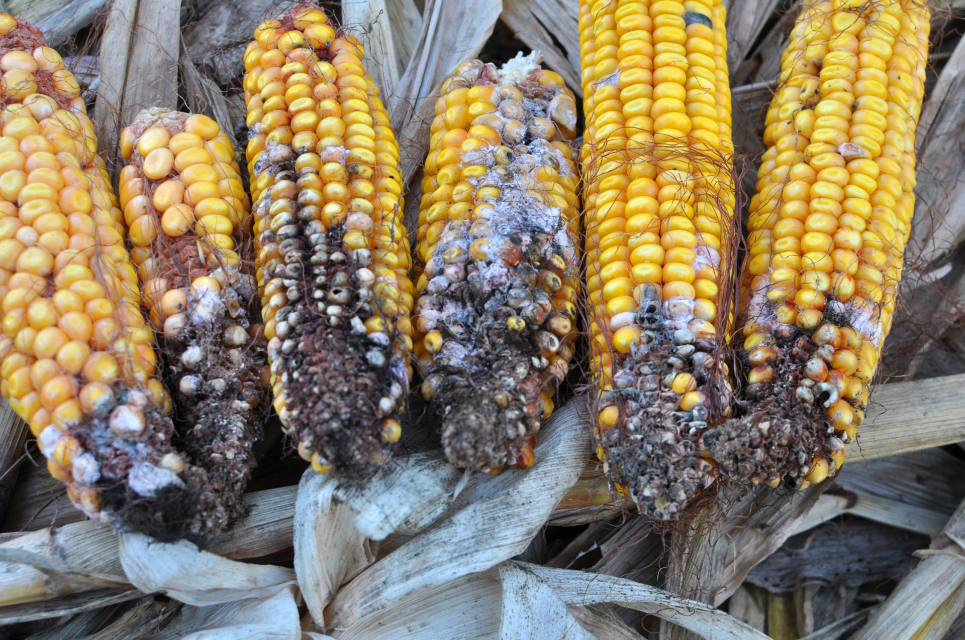 Agroterrorism explained: how big is the threat?