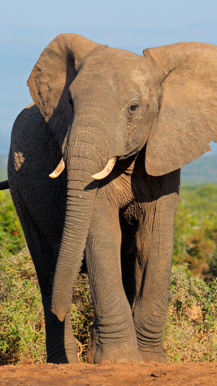 10 animals that are believed to attract positive energy and harmony
