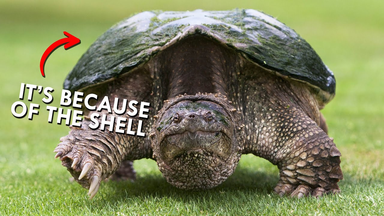 Why Snapping Turtles Have One of Nature’s Most Dangerous Bites