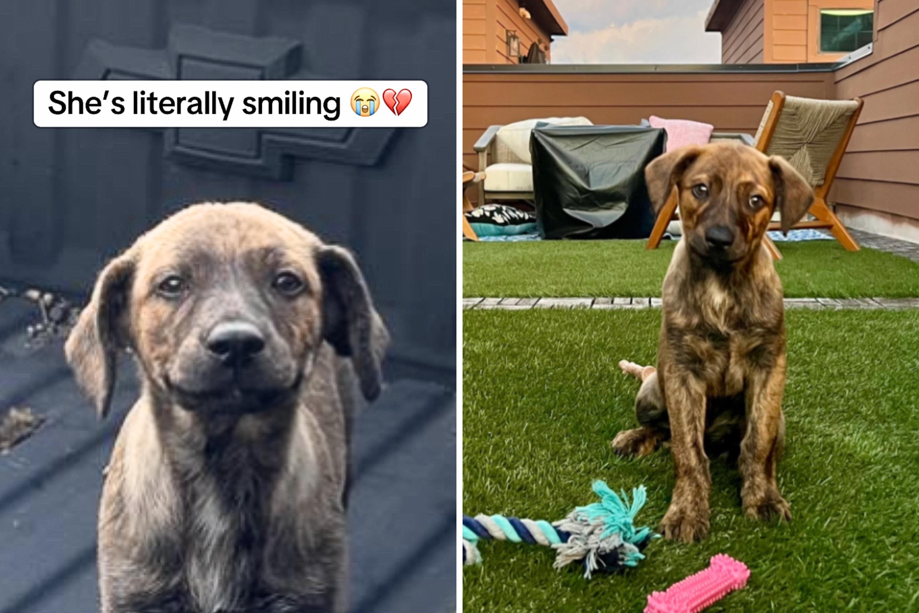 Puppy dumped outside woman's home, hearts break as she's "literally ...