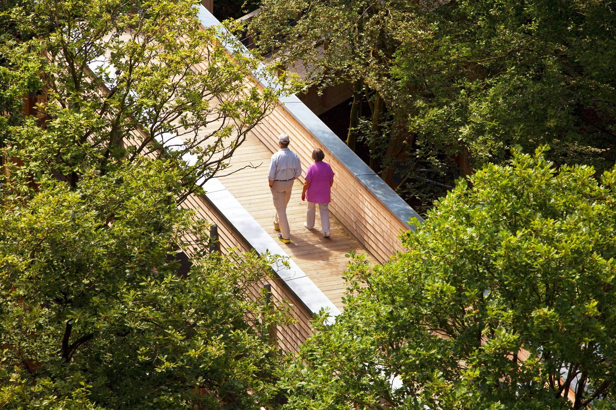 Hoch hinaus in NRW: Diese Baumwipfelpfade bieten spektakuläre ...