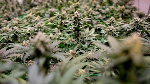 Polizei nimmt illegale Cannabis-Plantage in Schöppenstedt hoch