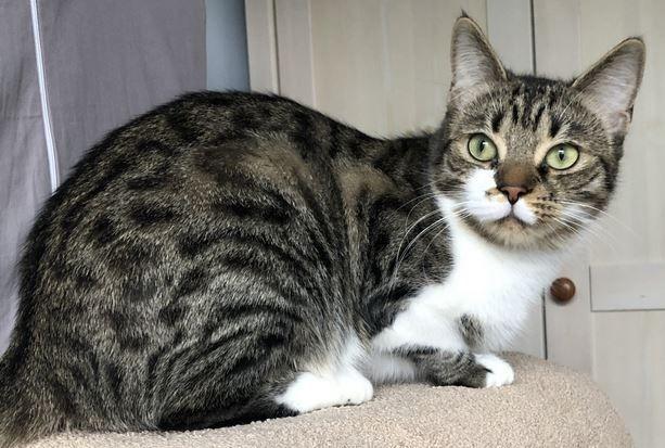 Cats Protection: Rehoming Luna