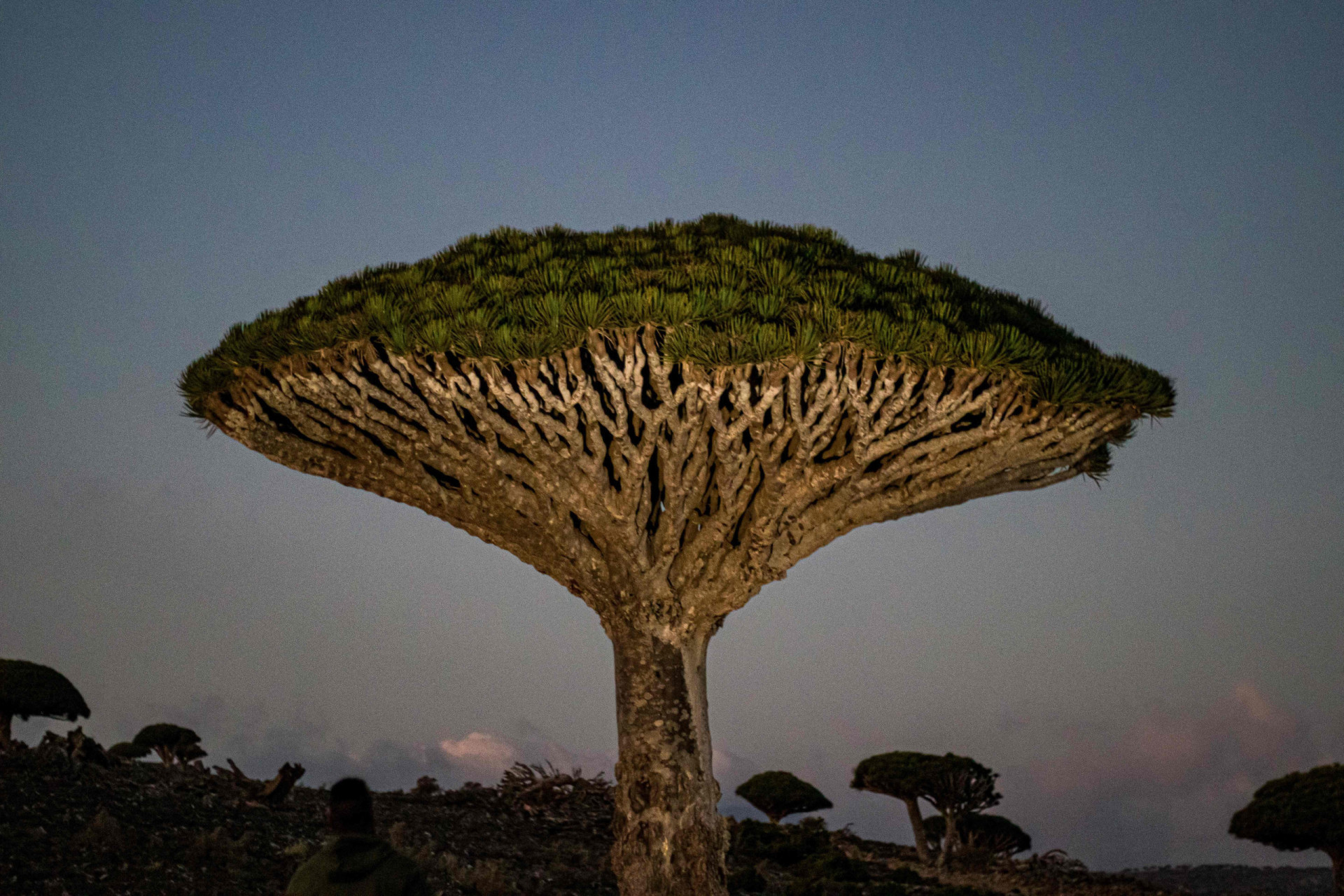 Bizarre trees with a fascinating history