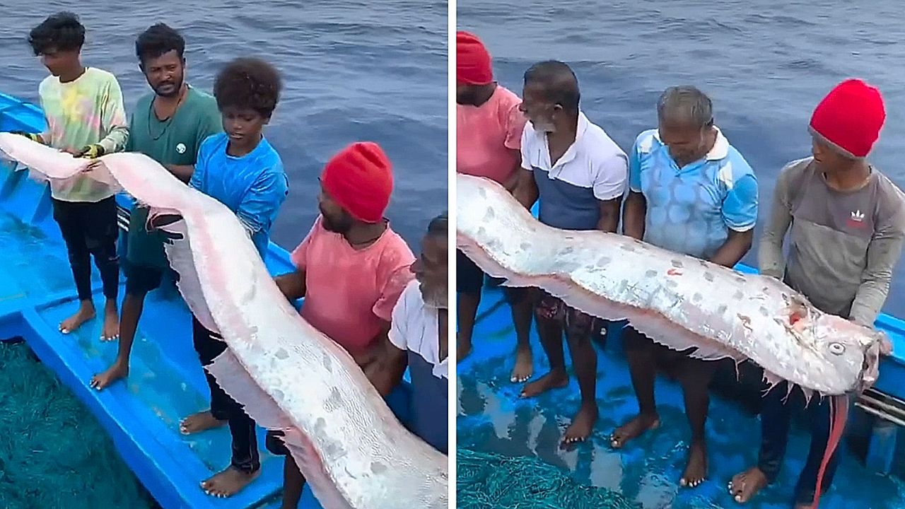 Un énorme poisson-ruban capturé au large des côtes indiennes