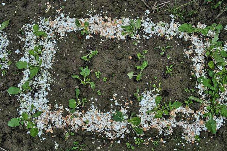 Slugs will 'turn away' from your garden if you use 1 simple ingredient