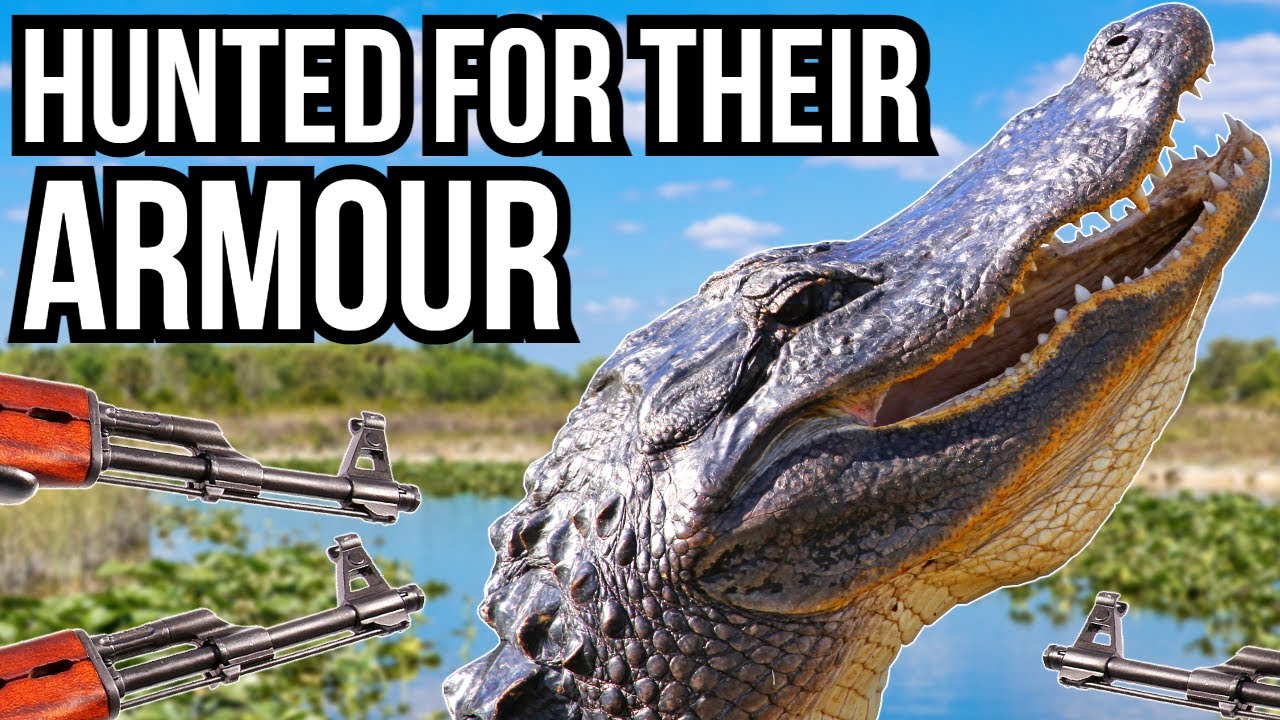 3 Animals That Are Hunted For Their Armour