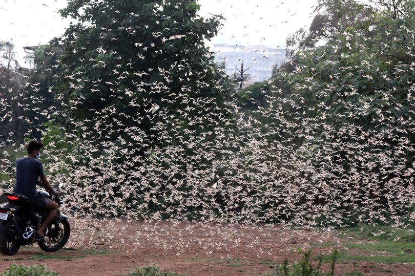 Scientists prove Biblical plague of locusts is real and part of ...