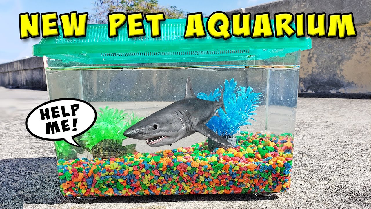 Building a DIY Exotic Fish Aquarium with FirstStateFishing