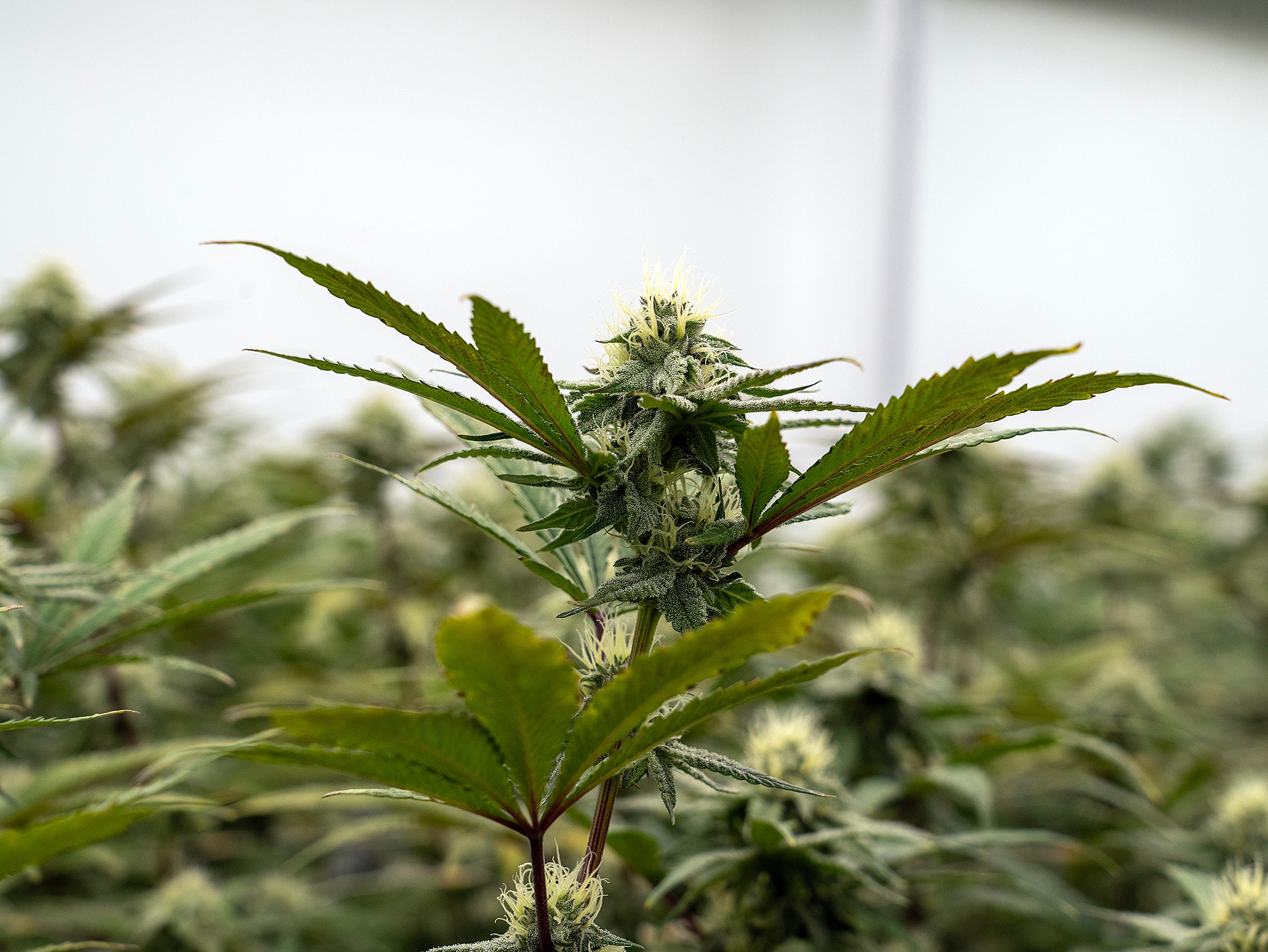 New York's medical cannabis program is essential for cancer patients ...