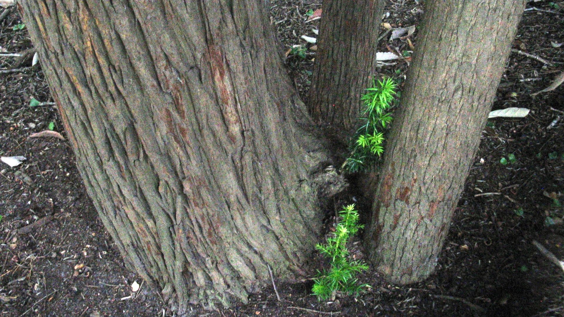 These 25 Trees Are Now Hard To Find Or Gone For Good