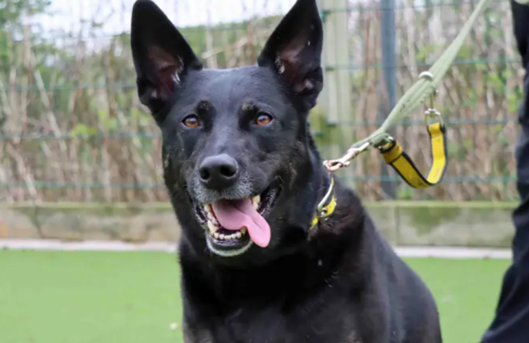 These 19 beautiful dogs and puppies at the Dogs Trust are looking for ...