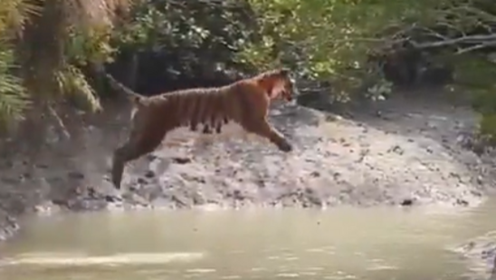 Tiger defies gravity with majestic leap over stream in resurfaced video ...